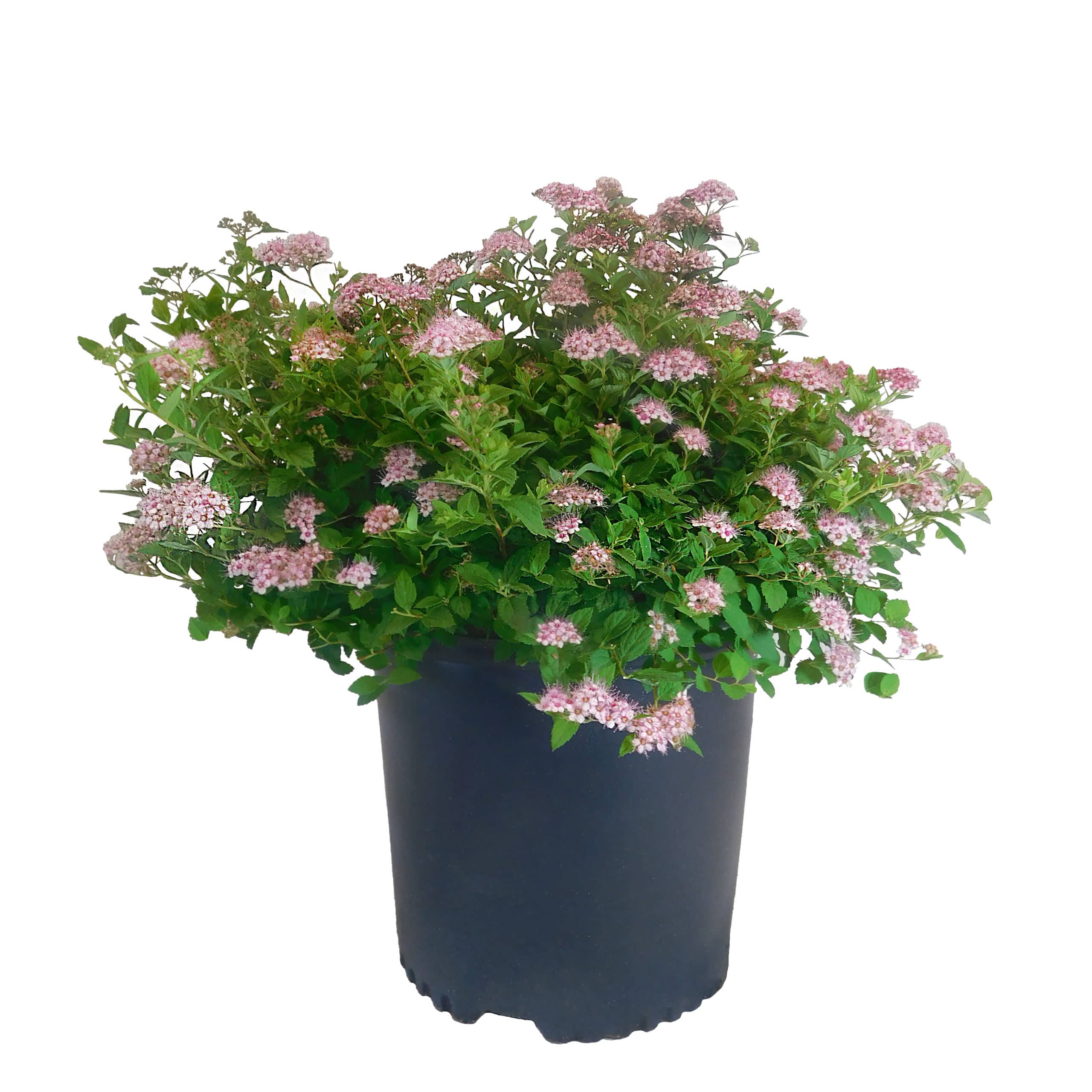 Little Princess Spirea Shrub 2.25 Gallon – Plants Direct To You