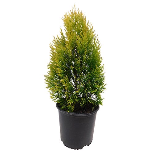 Forever Goldy Arborvitae Shrub (2.25 Gallon) – Plants Direct To You