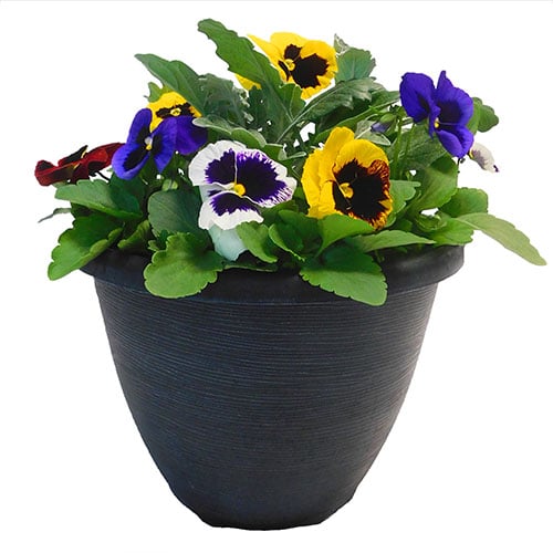 Pansy Annual Plant with Multi-Colored Blooms/Dusty Miller 11 inch Pot ...