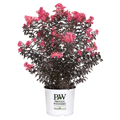 Proven Winners Center Stage Coral Crape Myrtle – Plants Direct To You