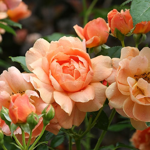 Proven Winners Rose At Last (2 Gallon) – Plants Direct To You