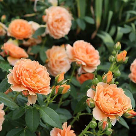 Proven Winners Rose At Last (2 Gallon) – Plants Direct To You