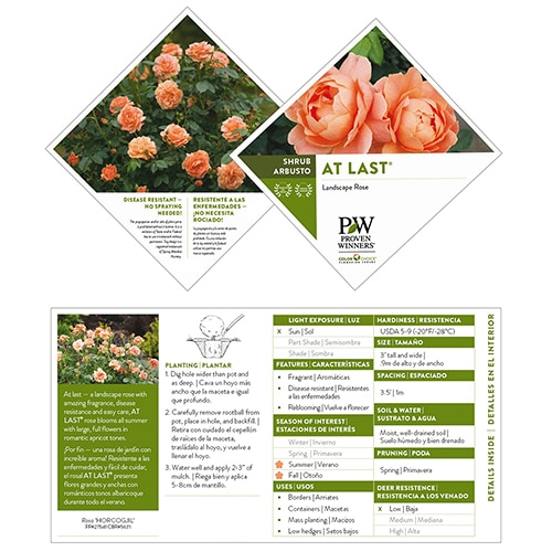 Proven Winners Rose At Last (2 Gallon) – Plants Direct To You