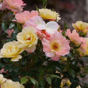 Proven Winners Rose Oso Easy Italian Ice (2 Gallon) – Plants Direct To You
